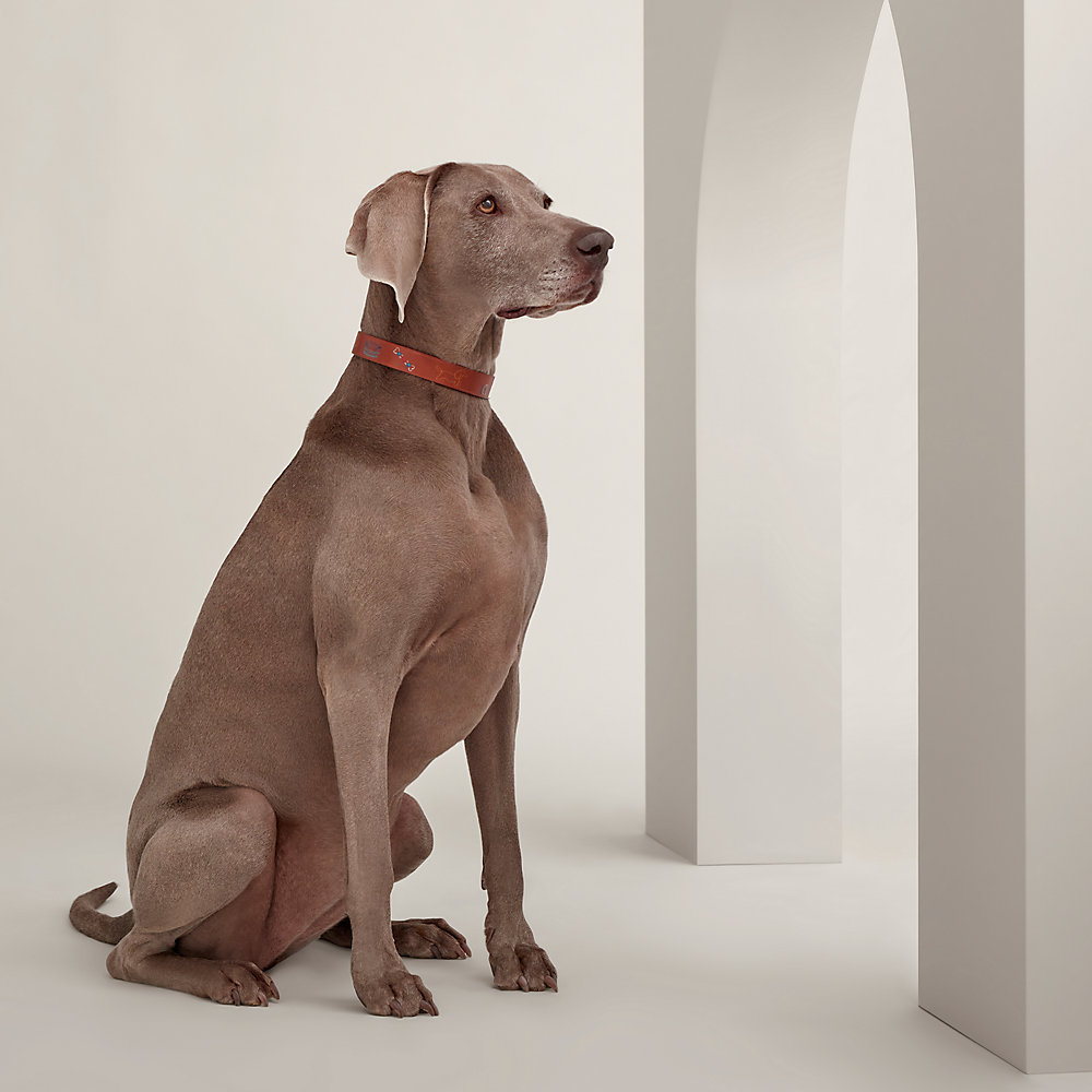 Collar para perro Polisson | Hermès España